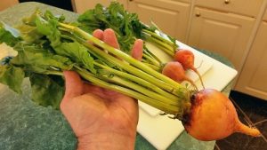 Golden Beet Recipe for Beet Greens and Roots - MyFoodChannel